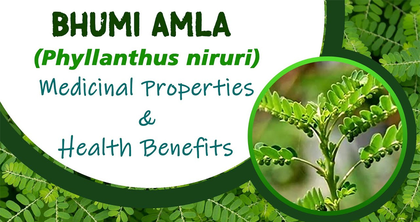 Health Benefits Of Bhumi Amla - Phyllanthus niruri | ArticleCube
