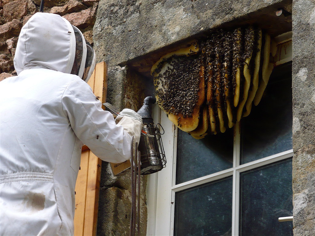 Why You Should Hire Emergency Bee Removal Service | ArticleCube