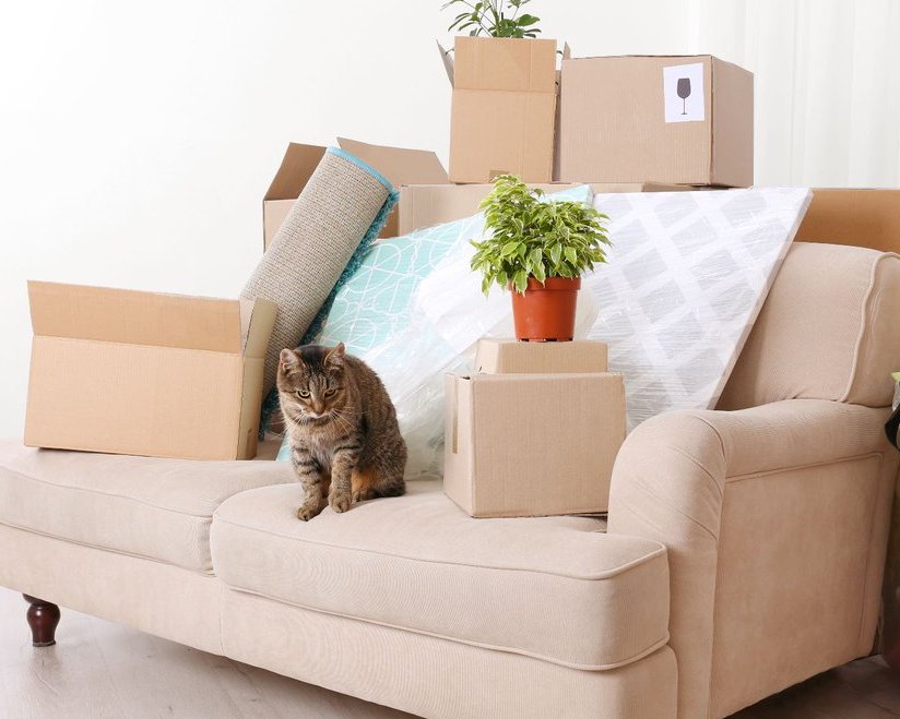 6 Tips For Moving House With A Cat | ArticleCube