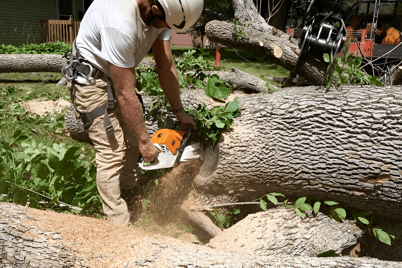 The Essential Guide To Tree Cutting Services: What You Need To Know ...
