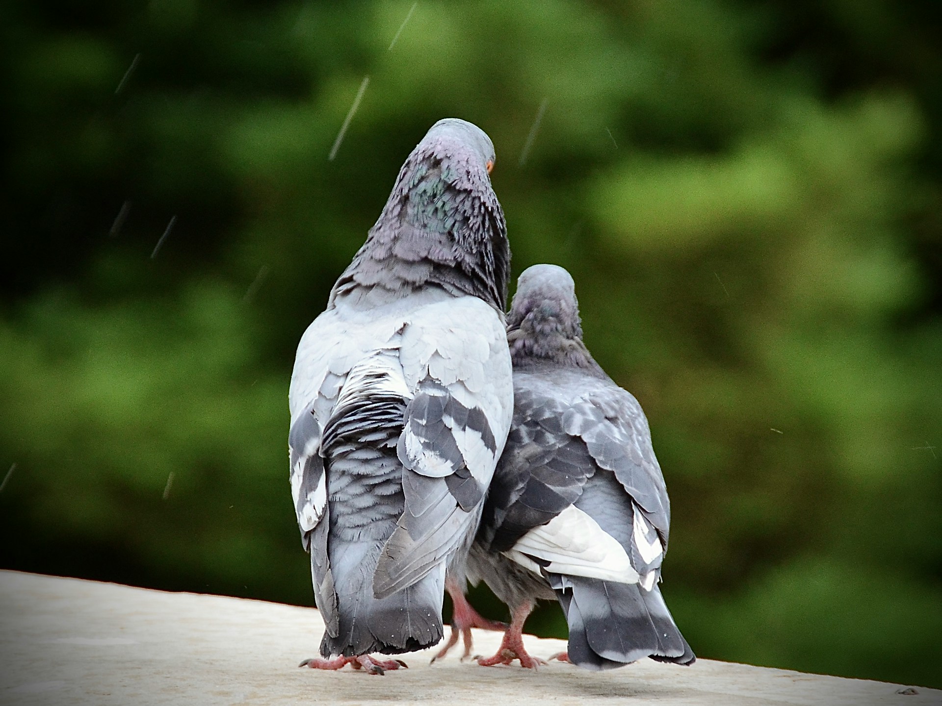 From Roofs to Gardens: How Birds Can Wreak Havoc on Your Property ...